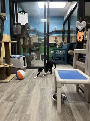 SPCA FLORIDA - Updated December 2025 - 90 Photos & 75 Reviews - 5850 ...