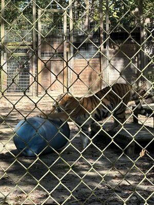 TIGER WORLD - Updated January 2025 - 413 Photos & 115 Reviews - 4400 ...