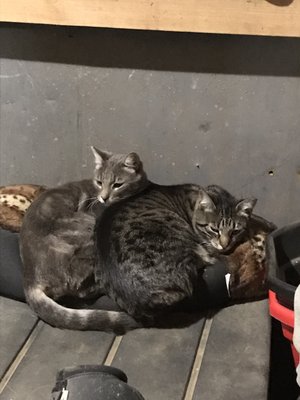 SUMMIT RANCH EQUINE CENTER - Updated December 2025 - 65 Photos & 13 ...