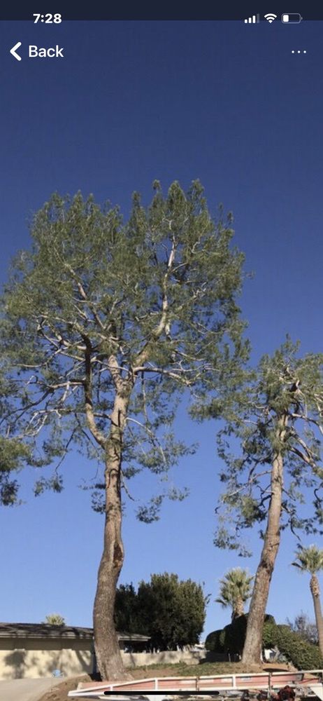 ALL STAR TREE EXPERTS - Updated August 2025 - 147 Photos & 45 Reviews ...