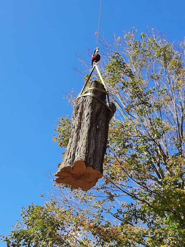 BOB’S TREE SERVICE - Updated November 2025 - 129 Lum Lot Rd, Southbury ...