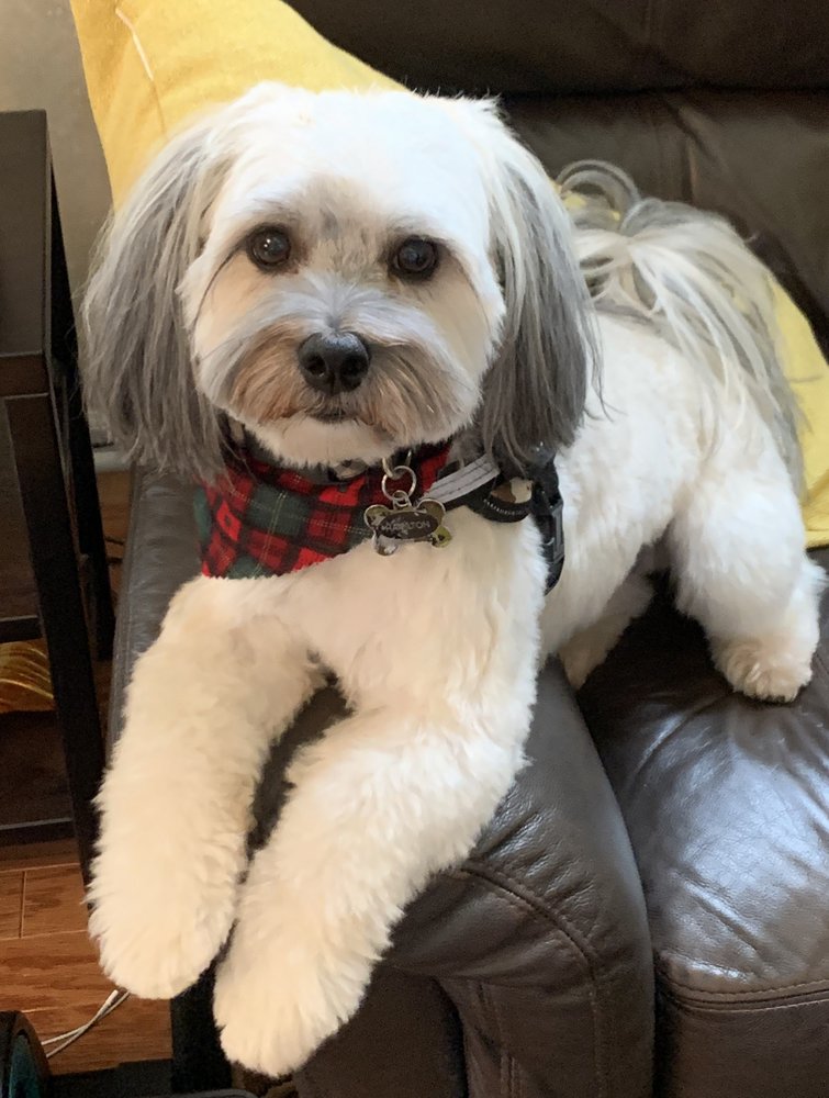 YUPPY PUPPY HAVANESE - 12 Photos & 13 Reviews - Fort Pierce, Florida ...