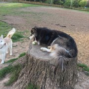 HAZELIA FIELD DOG PARK - 83 Photos & 54 Reviews - 17800 Stafford Rd ...