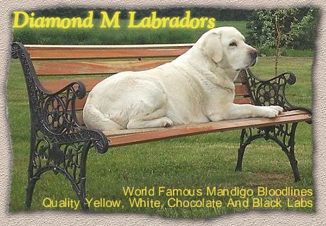 DIAMOND M LABRADORS - Updated December 2024 - Red Oak, Texas - Pet ...