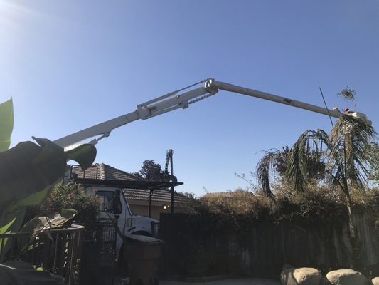 RANCHO TREE SERVICE - Updated January 2026 - 41 Photos & 44 Reviews ...