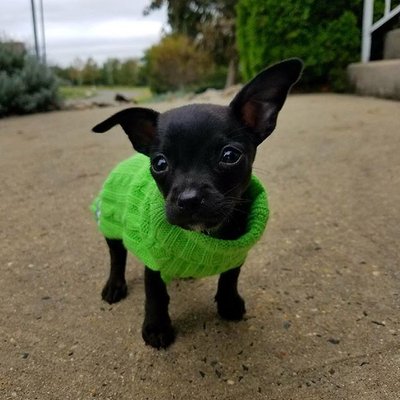 PUCCI PET SPA - Updated April 2025 - 77 Photos & 11 Reviews - 57 Main ...