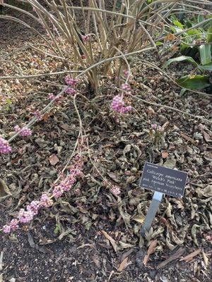 JC RAULSTON ARBORETUM - Updated June 2024 - 588 Photos & 107 Reviews ...