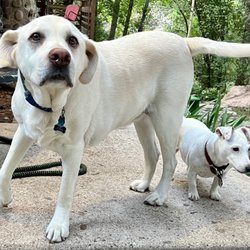 TOP 10 BEST Dog Walking Services near Sunset, UT 84015 - Updated 2025 ...