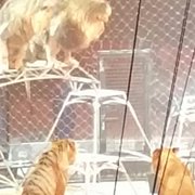 SELLAND ARENA AT FRESNO CONVENTION & ENTERTAINMENT CENTER - 54 Photos ...