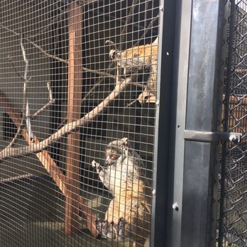 DUKE UNIVERSITY LEMUR CENTER - Updated August 2024 - 349 Photos & 73 ...