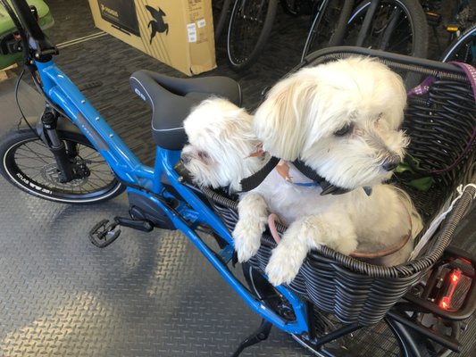 SEATTLE ELECTRIC BIKE - EASTSIDE! - Updated January 2026 - 37 Photos ...