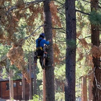 NINJA TREE CARE - Updated December 2025 - 16 Photos & 17 Reviews - 774 ...