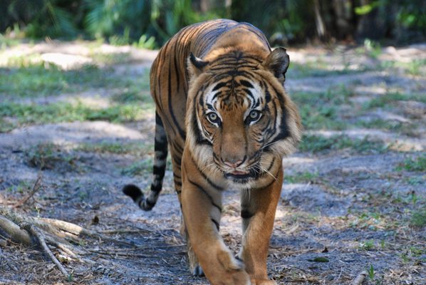 PALM BEACH ZOO - 842 Photos & 274 Reviews - 1301 Summit Blvd, West Palm ...