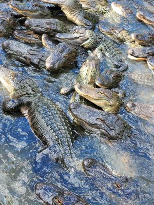 CROC ENCOUNTERS - 233 Photos & 119 Reviews - 8703 Bowles Rd, Tampa ...