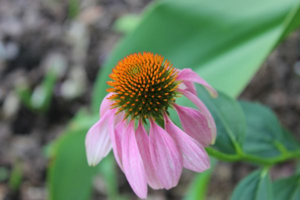 WRAGG SQUARE - 87 Photos - 342 Meeting St, Charleston, South Carolina ...