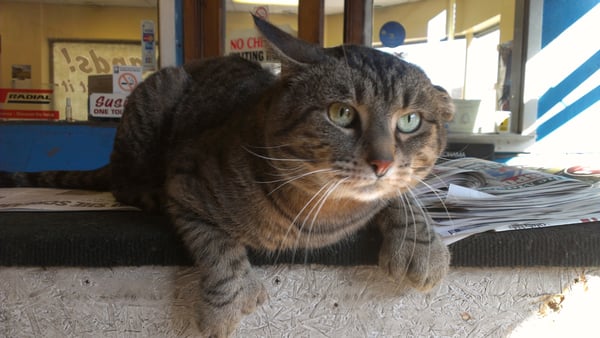 WHITBY TIRE - Updated December 2025 - 12 Photos - 103 Dundas Street E ...