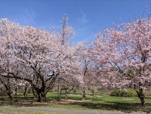 ARNOLD ARBORETUM - 527 Photos & 368 Reviews - 125 Arborway, Boston, MA ...
