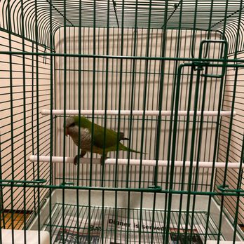 EMPIRE PARROTS - Updated December 2025 - 32 Photos - 239 Ocean Ave, New ...