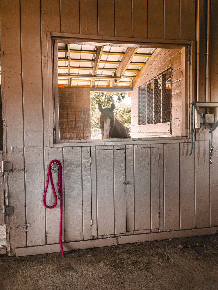 BLUE STAR STABLES - Updated July 2025 - 256 Rose Apple Ln, Naples ...