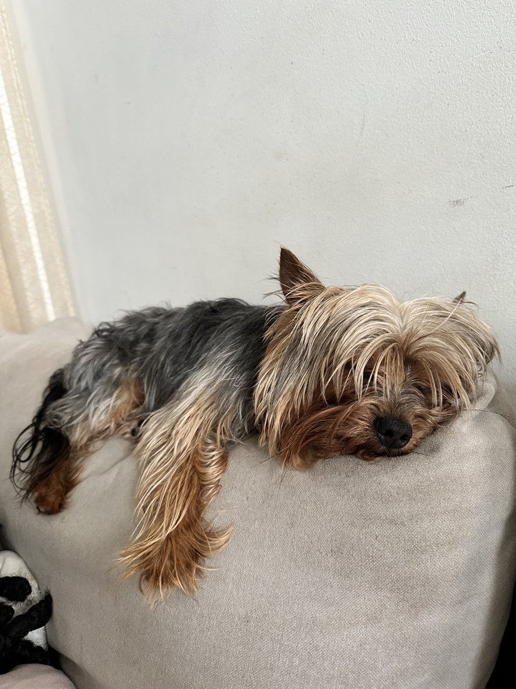 BONCY PAW PALACE - Updated July 2024 - 42 Photos - Jersey City, New ...