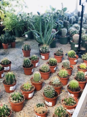 PETITTI GARDEN CENTERS - 35 Photos & 13 Reviews - Nurseries & Gardening ...