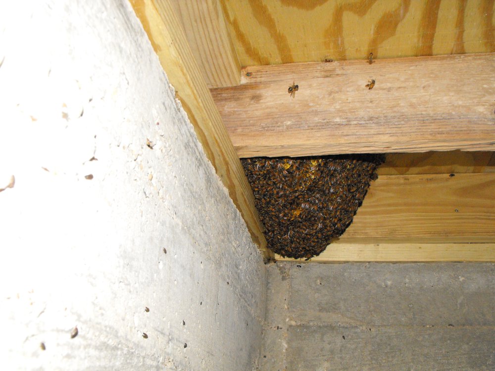 AUSTIN BEEHIVE REMOVAL - Updated June 2024 - Elgin, Texas - Pest ...