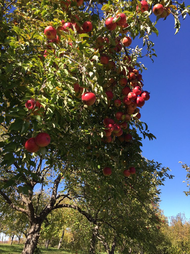 APPLECREST ORCHARDS - Updated September 2024 - 19 Photos - 7306 24th ...