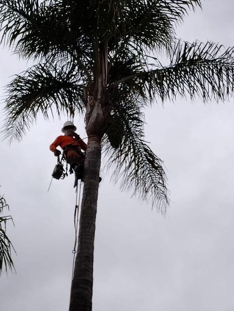 EUSEBIO TREE SERVICES AND LANDSCAPE - Updated January 2025 - 32 Photos ...