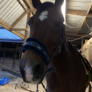 BELLA RANCH HORSEBACK RIDING - Updated October 2025 - 12 Photos - 1331 ...