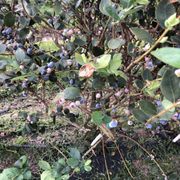 BLUEBERRY BUNCH FARM - 58 Photos & 12 Reviews - Do-It-Yourself Food ...