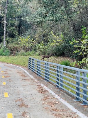 CYPRESSWOOD TRAILS - Updated December 2025 - 33 Photos - 6727 ...