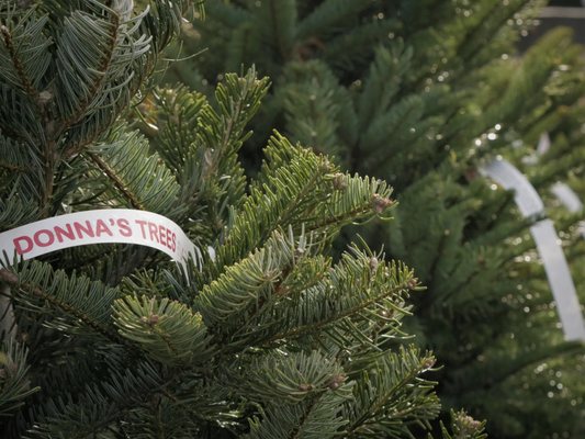 DONNA’S TREES - Updated January 2025 - 16 Photos & 30 Reviews - 18601 ...