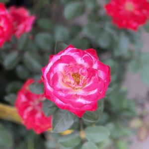 SPRINGDALE FARM MARKET - Updated April 2025 - 43 Photos & 46 Reviews ...