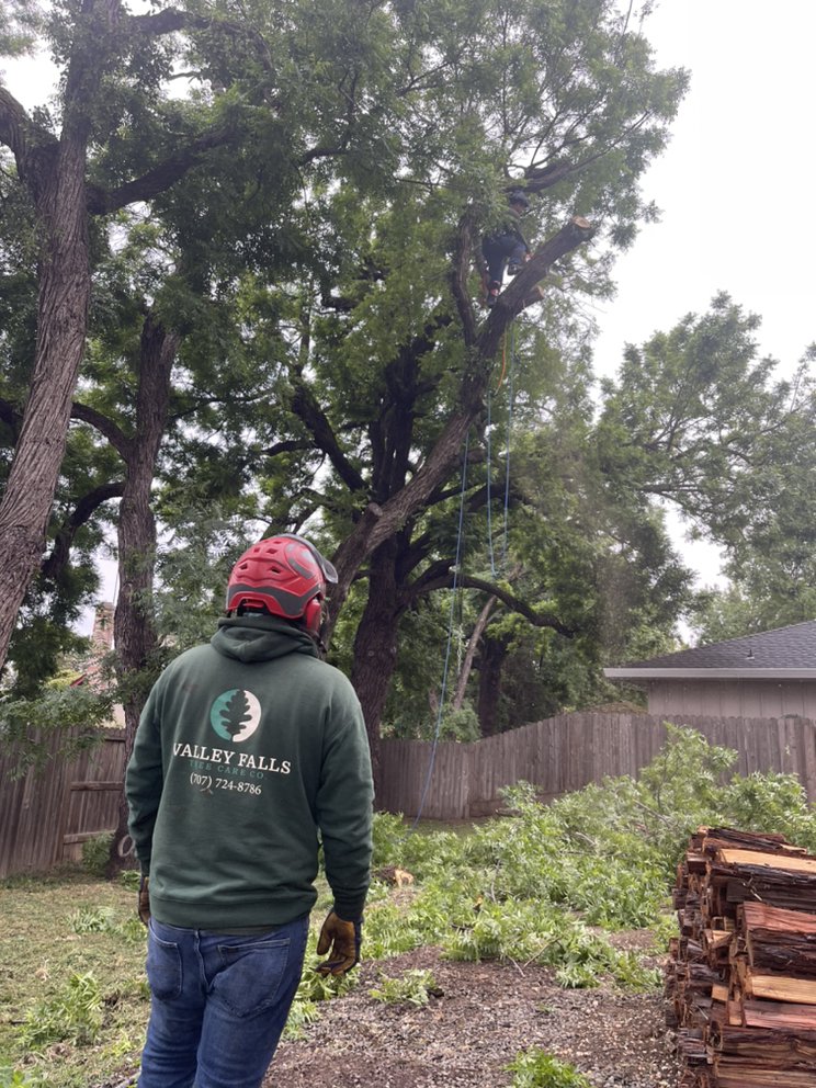 VALLEY FALLS TREE CARE - 423 Photos & 212 Reviews - Vacaville, CA - Yelp