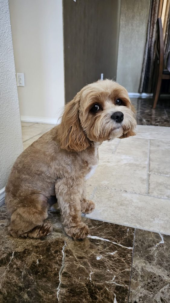 THE DOGGERY - Updated October 2024 - 55 Photos & 137 Reviews - 9420 ...