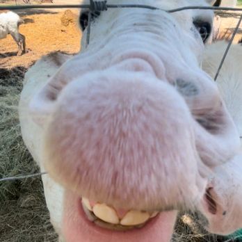 HUDDIN HOMESTEAD FUN FARM - Updated October 2025 - 45 Photos - 1666 ...