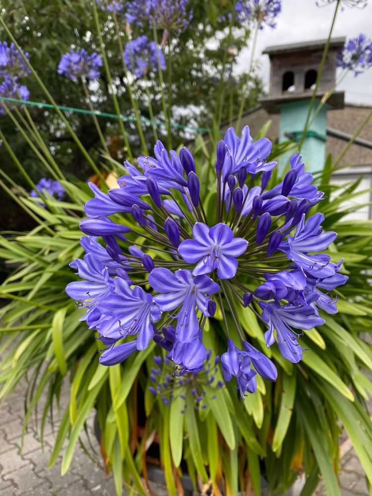 DER HOLLÄNDER - PFLANZENCENTER - Updated July 2025 - 24 Photos & 20 ...