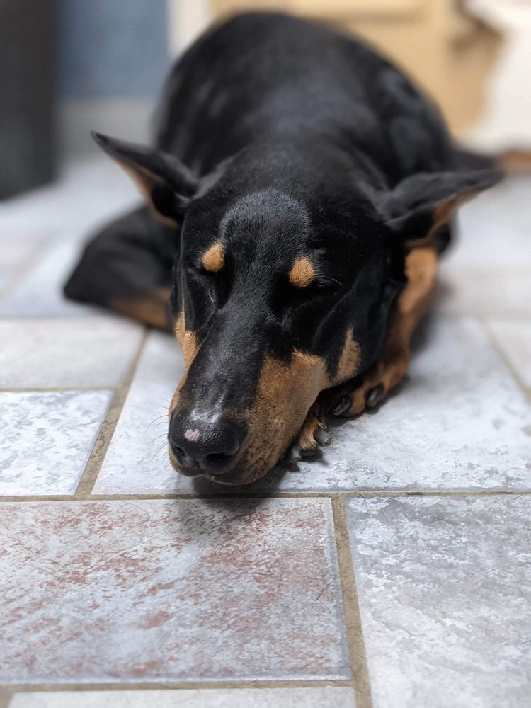 FUZZY TAILS GROOMING BOUTIQUE - Updated December 2025 - 63 Photos & 65 ...