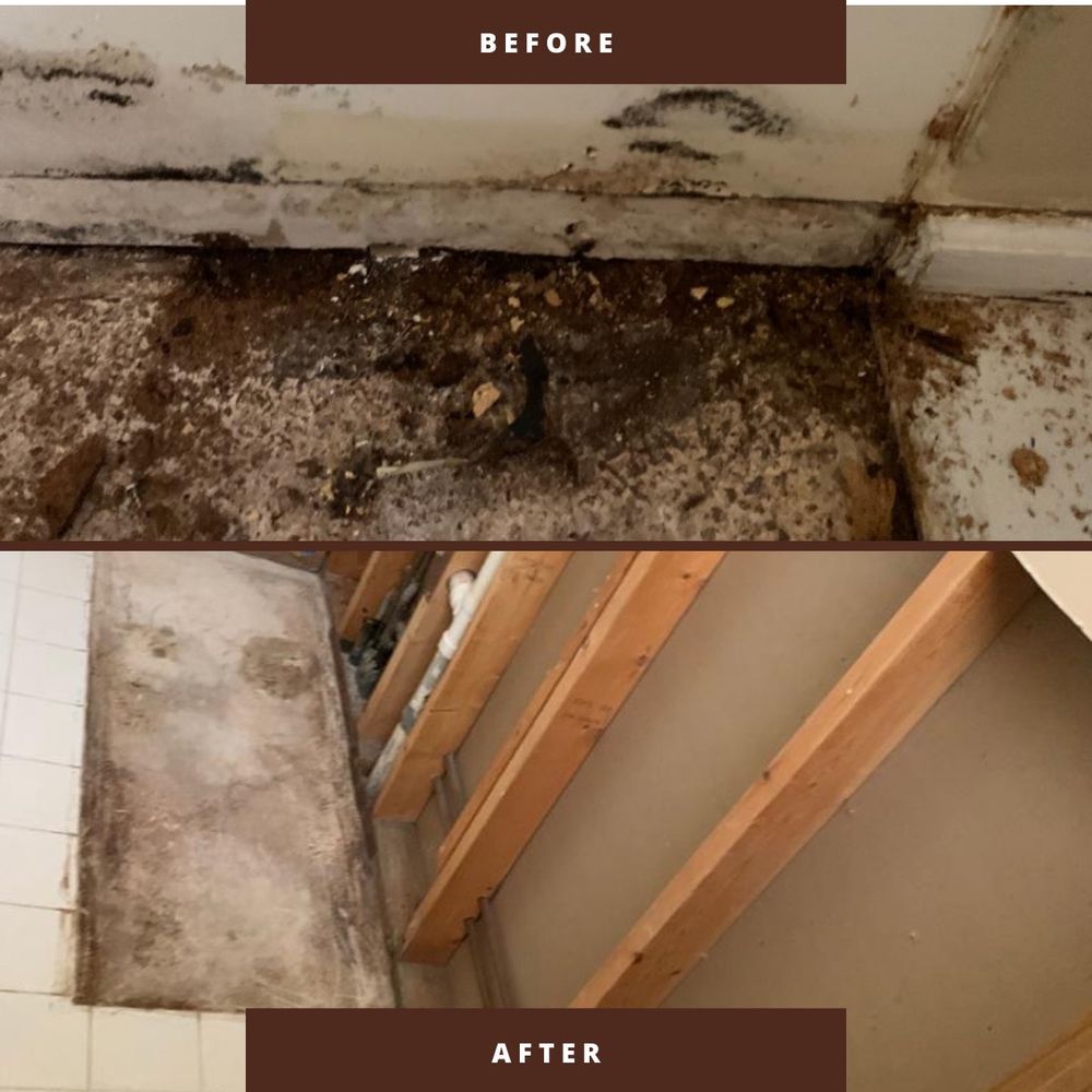 AMBAR MOLD RESTORATION - Updated July 2025 - 2753, 101 Vista Pkwy, West ...