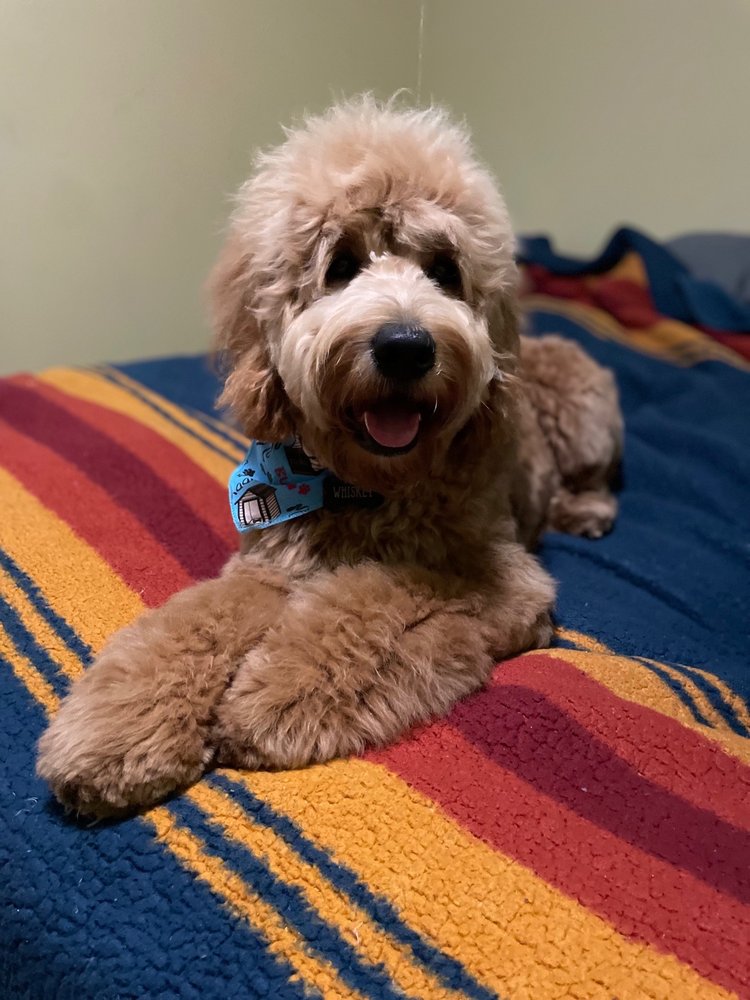 HAPPY SPA DOGS MOBILE GROOMING - Updated March 2025 - 965 Photos & 1302 ...