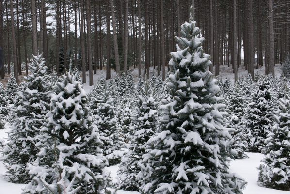 HANSEN TREE FARM - Updated November 2025 - 10 Photos - 7440 Alpine Dr ...