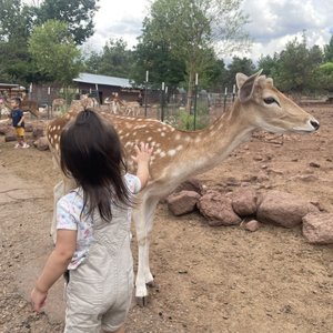 GRAND CANYON DEER FARM - 576 Photos & 260 Reviews - 6769 E Deer Farm Rd ...