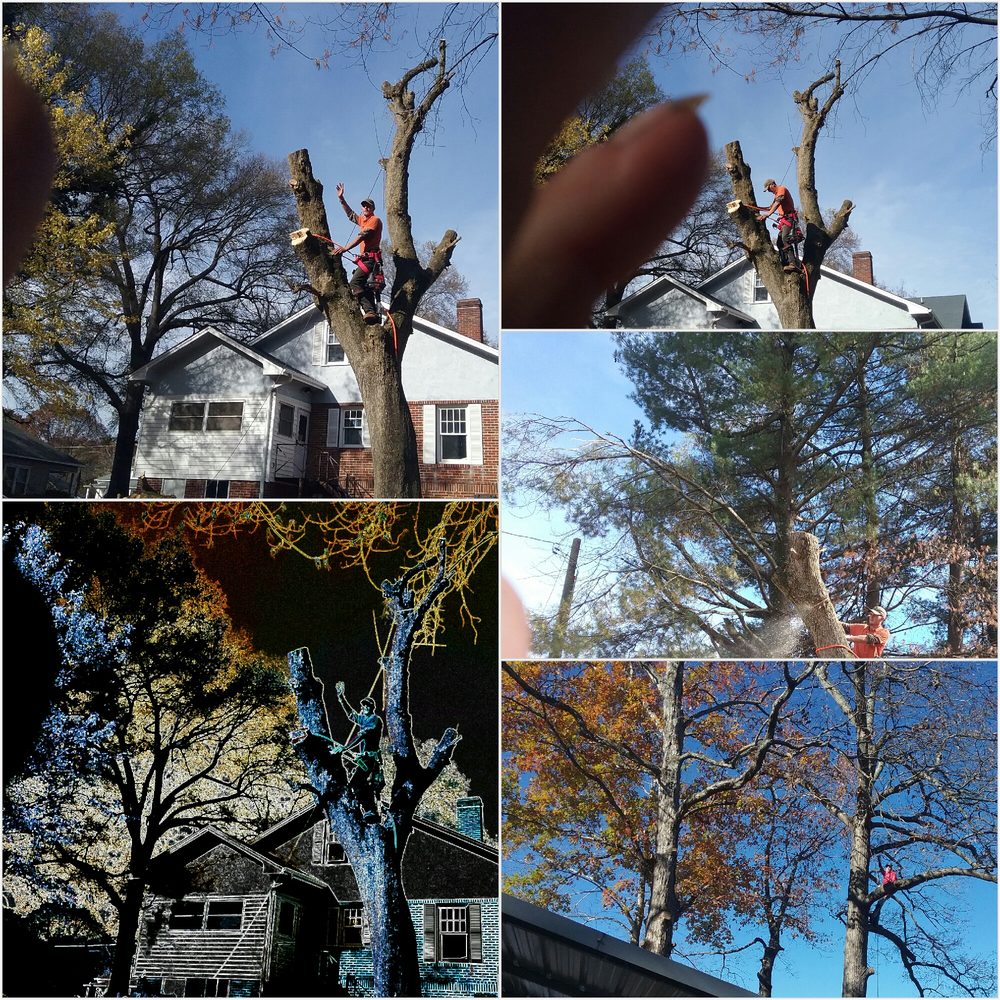 FROM THE GROUND UP TREE SERVICE - Updated August 2024 - Maiden, North ...