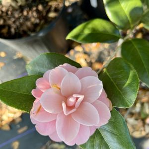 YY SOD&MULCHS - Updated January 2025 - 34 Photos - Jacksonville ...