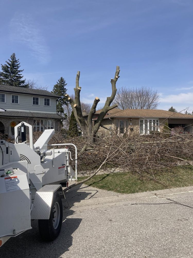 TOTAL TREE SERVICE - Updated April 2024 - Request a Quote - San ...