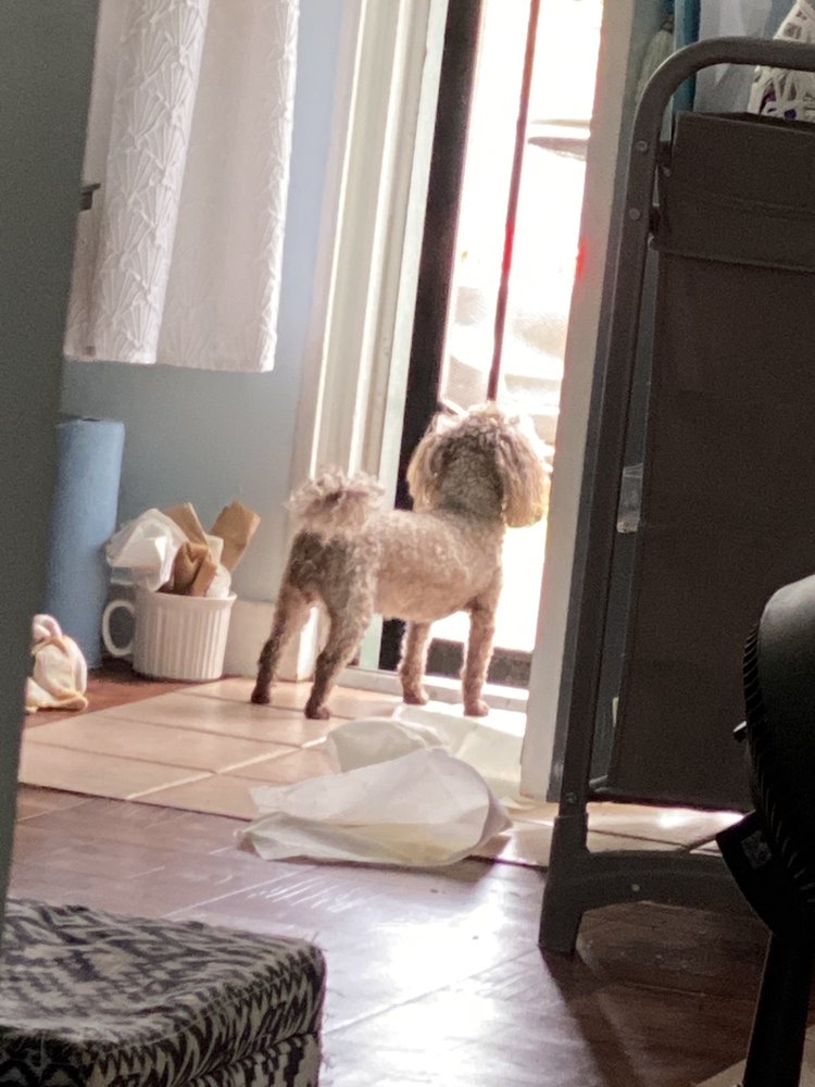 MANOA VALLEY DISTRICT DOG PARK - Updated November 2024 - 19 Photos & 21 ...