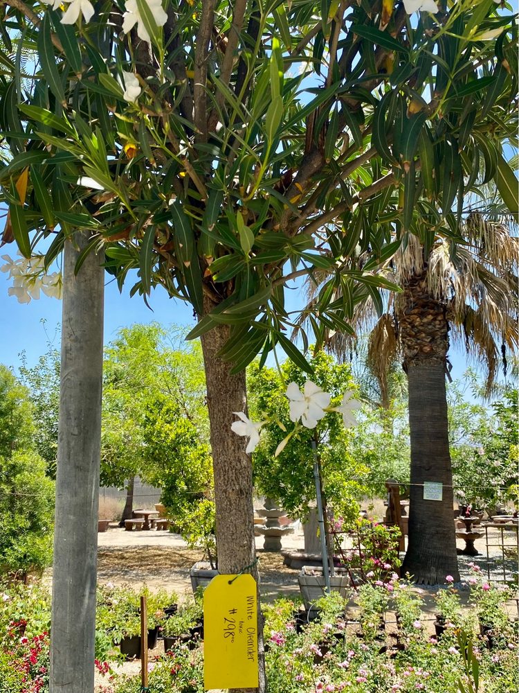 LOUIE’S NURSERY - Updated December 2025 - 122 Photos & 100 Reviews ...