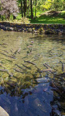 BONNEVILLE DAM FISH HATCHERY - 406 Photos & 100 Reviews - 70543 NE ...