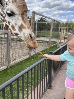 SAFARI NORTH WILDLIFE PARK - Updated August 2025 - 57 Photos & 35 ...