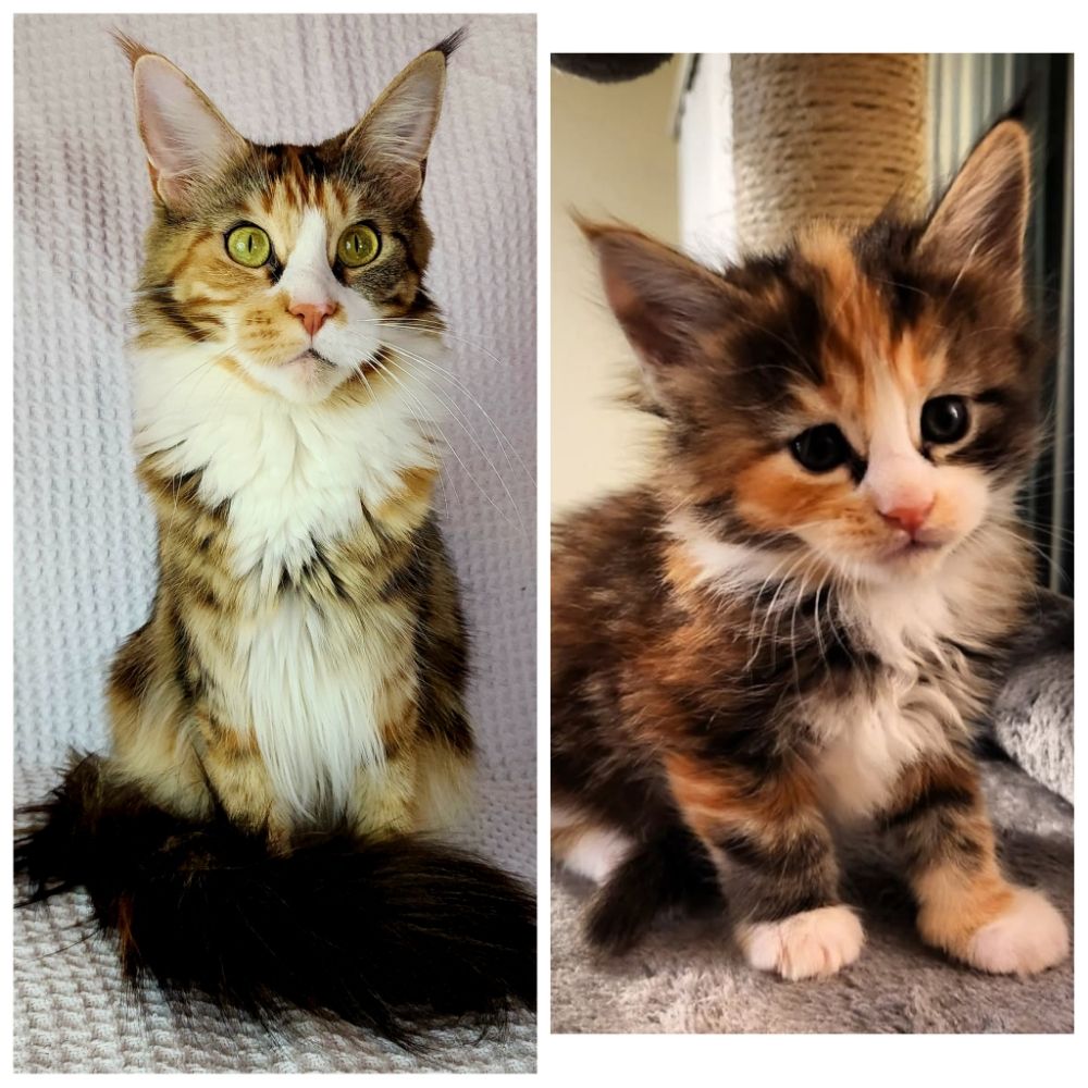 SLAV AND KATE MAINE COONS - Updated June 2025 - 15 Photos - Seattle ...